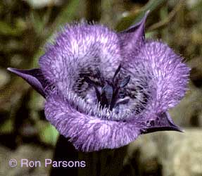 Calochortus