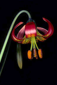 Liliaceae: Lilium Species