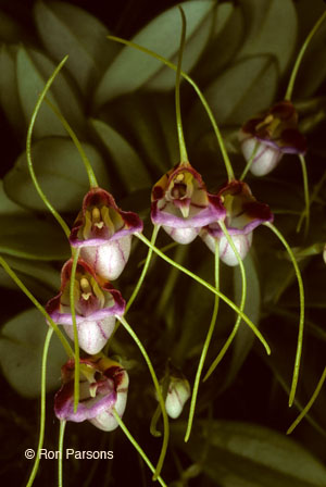 Orchidaceae: Masdevallias