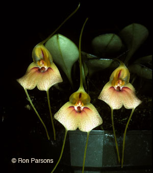 Orchidaceae: Masdevallias
