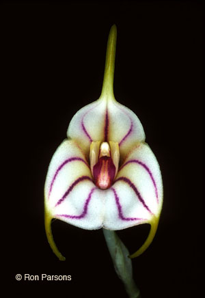 Orchidaceae: Masdevallias