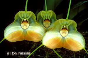 Orchidaceae: Masdevallias