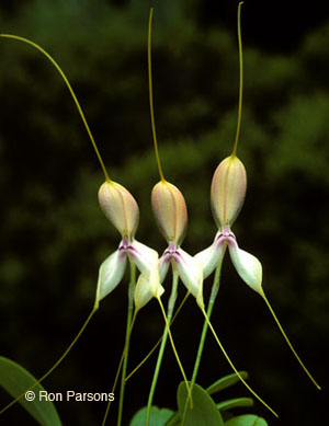 Orchidaceae: Masdevallias