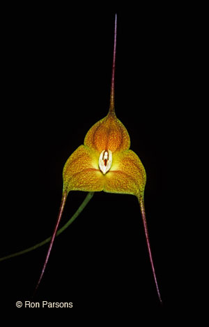 Orchidaceae: Masdevallias