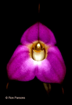 Orchidaceae: Masdevallias