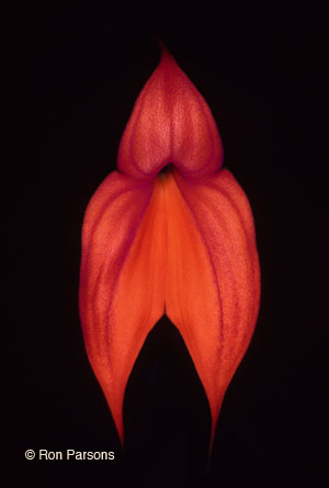 Orchidaceae: Masdevallias