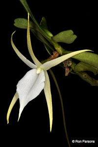 Angraecum species, orchid photographs