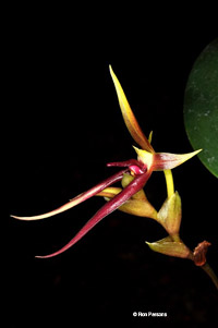 Bulbophyllum species, orchid photographs