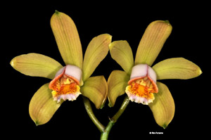 Bifoliate Cattleya species