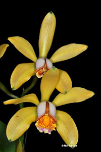 Bifoliate Cattleya species