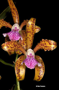 Bifoliate Cattleya species