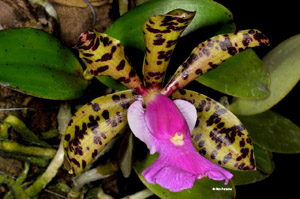 Bifoliate Cattleya species