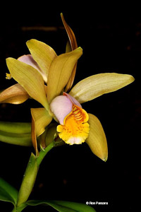 Bifoliate Cattleya species