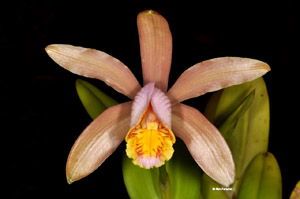 Bifoliate Cattleya species