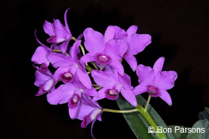 Bifoliate Cattleya species