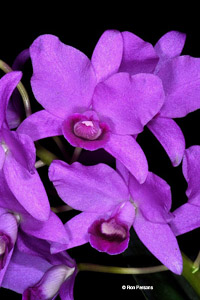 Bifoliate Cattleya species
