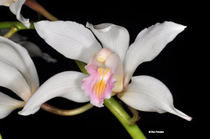 Cymbidium species photographs, orchid photographs