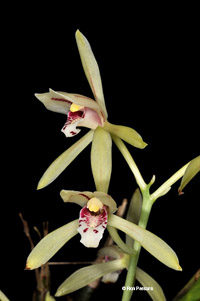 Cymbidium species photographs, orchid photographs
