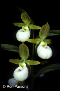 Cypripedium Species. Native Orchids of California. Native Orchids of ...