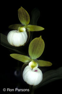 Cypripedium Species. Native Orchids of California. Native Orchids of ...