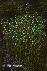 Cypripedium Species. Native Orchids of California. Native Orchids of ...