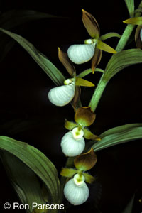 Cypripedium Species. Native Orchids of California. Native Orchids of ...