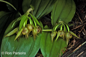 Cypripedium Species. Native Orchids of California. Native Orchids of ...