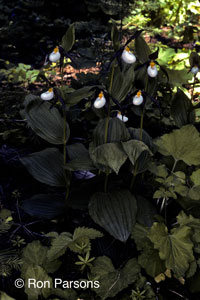 Cypripedium Species. Native Orchids of California. Native Orchids of ...
