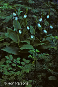 Cypripedium Species. Native Orchids of California. Native Orchids of ...