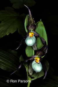 Cypripedium Species. Native Orchids of California. Native Orchids of ...
