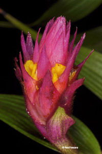 Elleanthus orchid species
