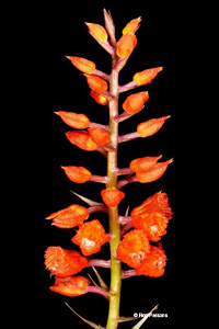 Elleanthus orchid species