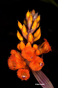 Elleanthus orchid species