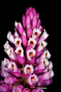 Elleanthus orchid species