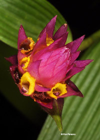 Elleanthus orchid species