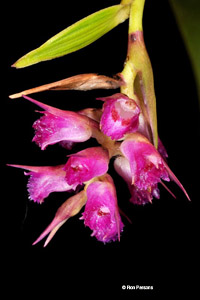 Elleanthus orchid species