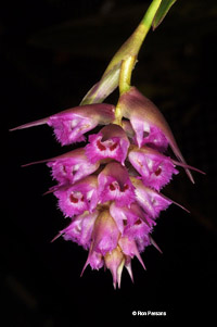 Elleanthus orchid species