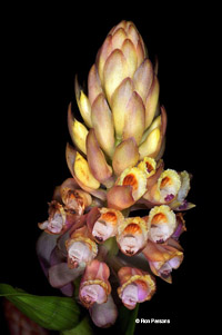 Elleanthus orchid species