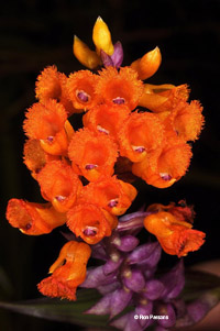 Elleanthus orchid species