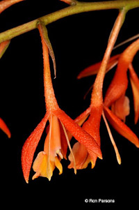 Epidendrum