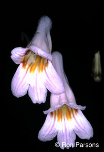 Gesneriads, Gesneriaceae, Columnea