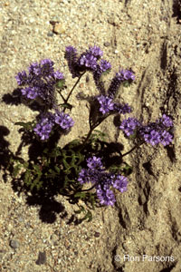 Hydrophyllaceae