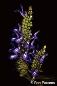 Lamiaceae