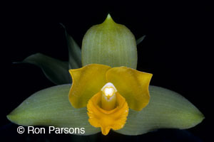 Lycaste species, orchid photographs
