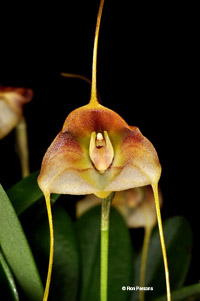 Masdevallia species