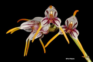 Masdevallia species