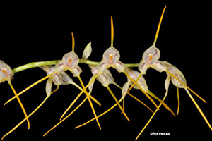 Masdevallia species