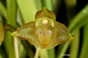 Masdevallia species