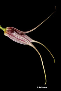 Masdevallia species