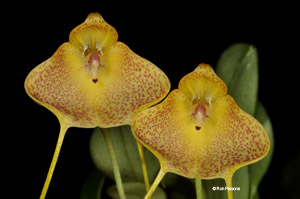 Masdevallia species